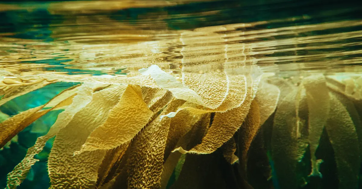 9 carbon-busting startups from the MIT Sustainability Summit | MIT Sloan